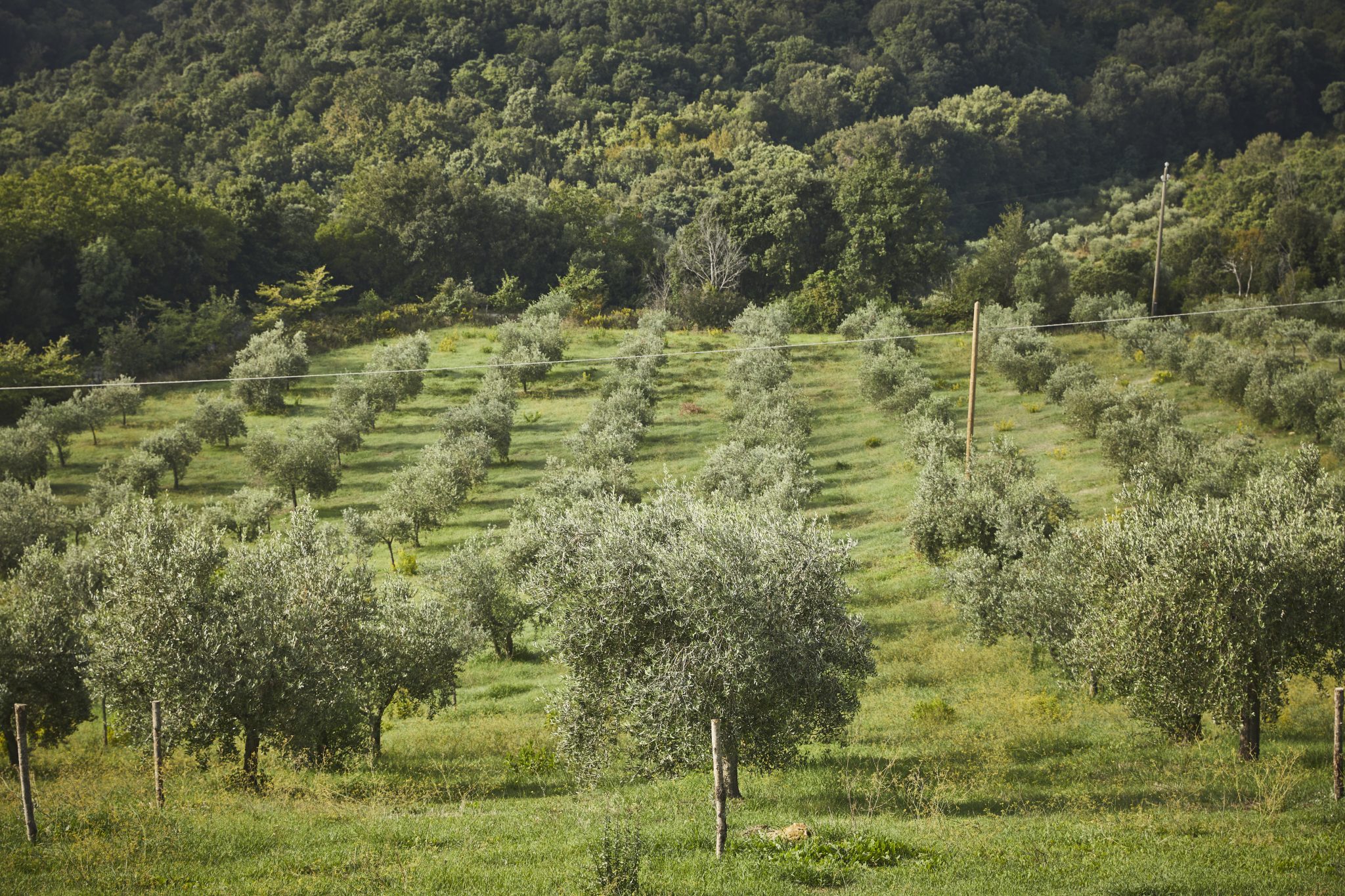 Discover Boschi Farmhouse Tuscany